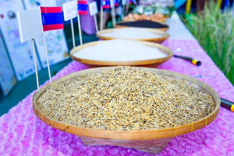 Paddy Rice on Threshing Basket Stock Photo - Image of yard, golden ...