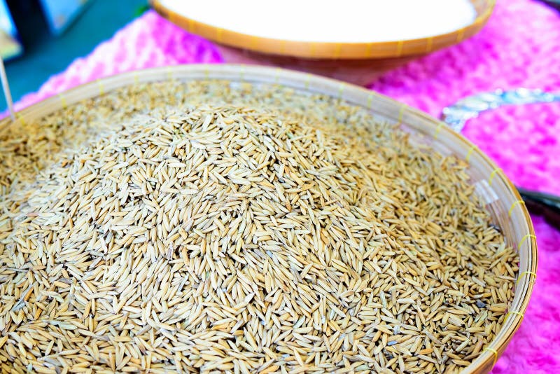 Paddy Rice on Threshing Basket Stock Photo - Image of grain ...