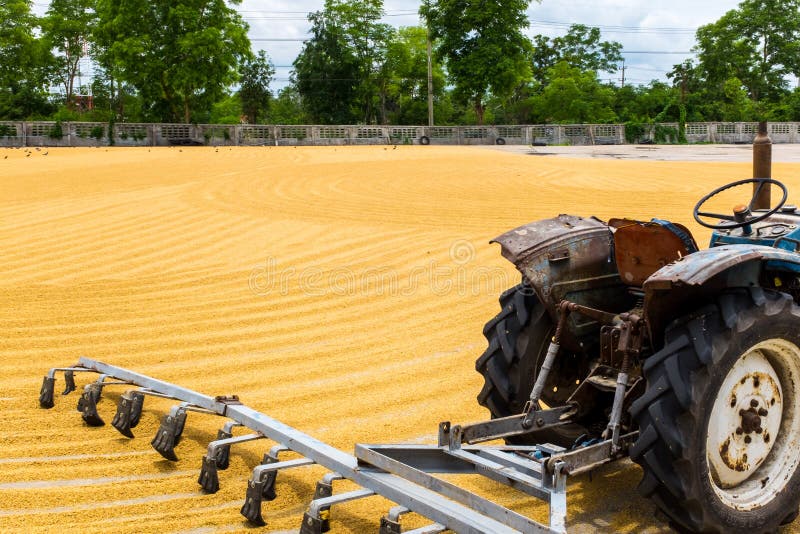Paddy rice with tractor stock image. Image of season - 57643517