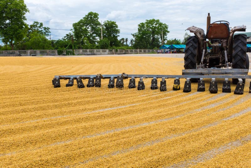 Buffalo Cart Transport Paddy in Rice Sack Editorial Photo - Image of ...