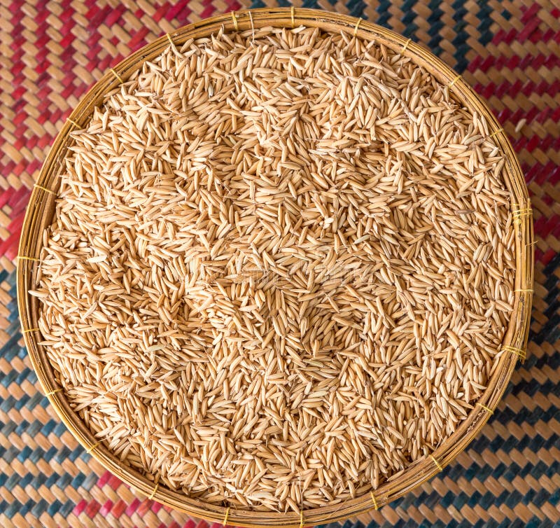 Paddy rice stock image. Image of food, nature, brown - 78416523