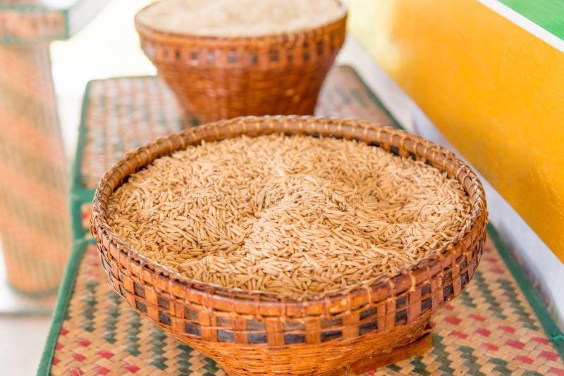 Paddy rice stock photo. Image of weave, grain, rice, beautiful - 78416632