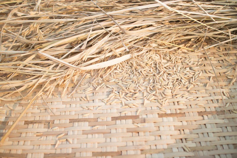 Paddy Rice on Weave Threshing Basket Stock Image - Image of crop ...
