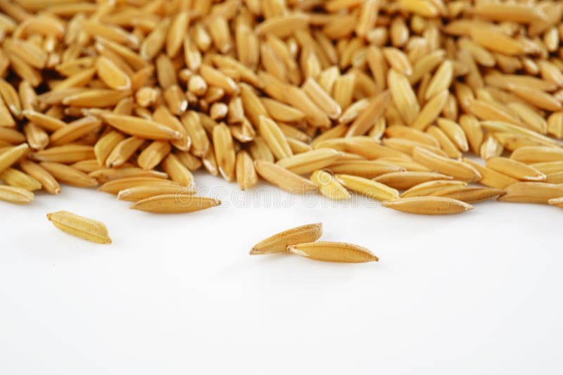 Paddy rice stock photo. Image of background, asia, ingredient - 45005938