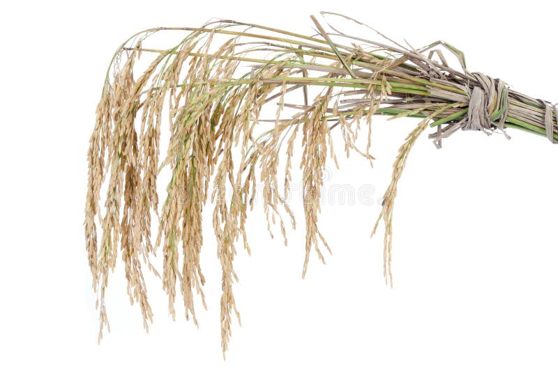 Paddy Rice on White Background Stock Image - Image of malaysia, leaves ...