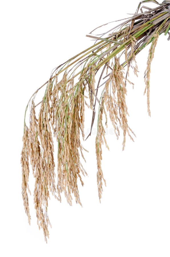 Paddy Rice on White Background Stock Image - Image of cultivate, cereal ...
