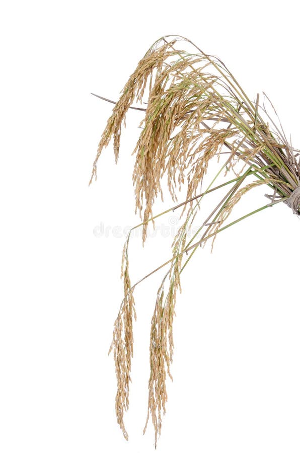 Paddy Rice on White Background Stock Image - Image of close, farm: 35288133