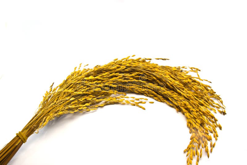 Paddy Rice on White Background Stock Photo - Image of fiber, crop: 32422292