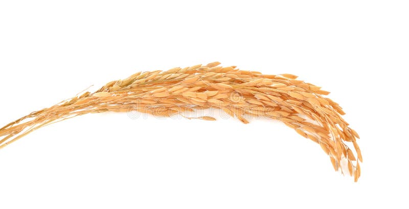 Paddy Rice on White Background Stock Photo - Image of ingredient, grain ...