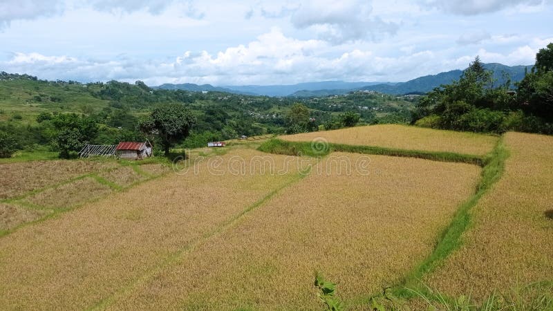 Paddy Rice Yellow in the Morning at the Hill Stock Photo - Image of ...