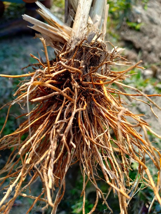 Paddy roots stock image. Image of brown, roots, root - 135448981