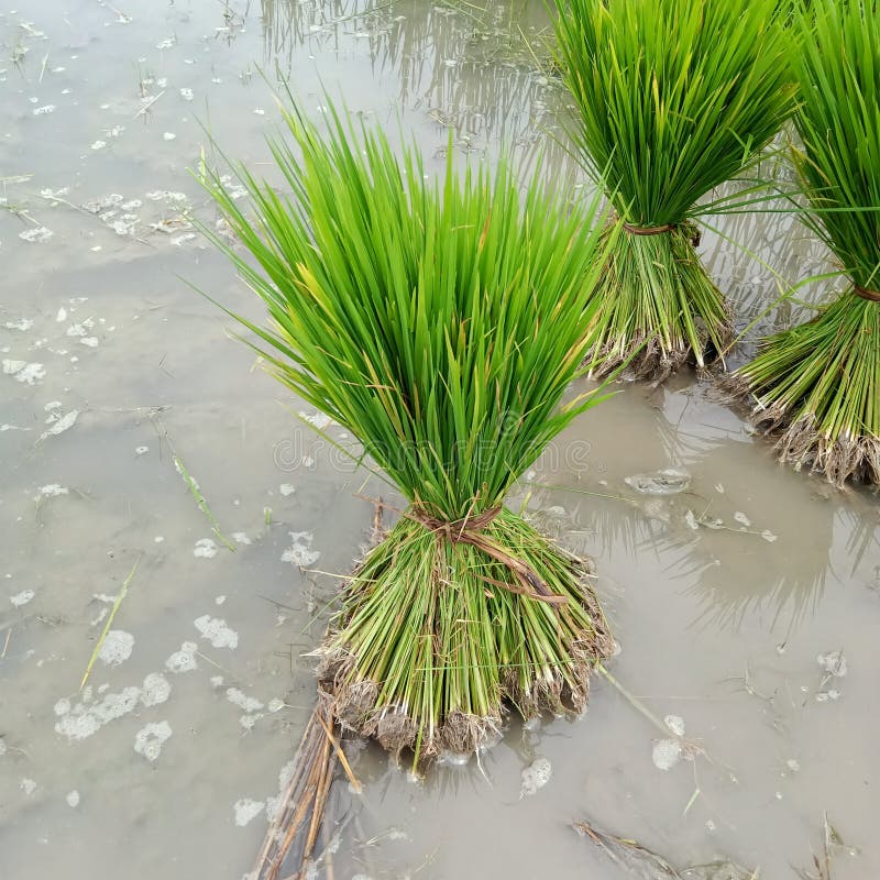 Paddy`s Seeds, Bundle of Paddy`s Seeds. Rice Seeds Stock Photo - Image ...