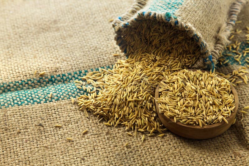 Paddy stock photo. Image of farmer, food, cultivation - 38900266