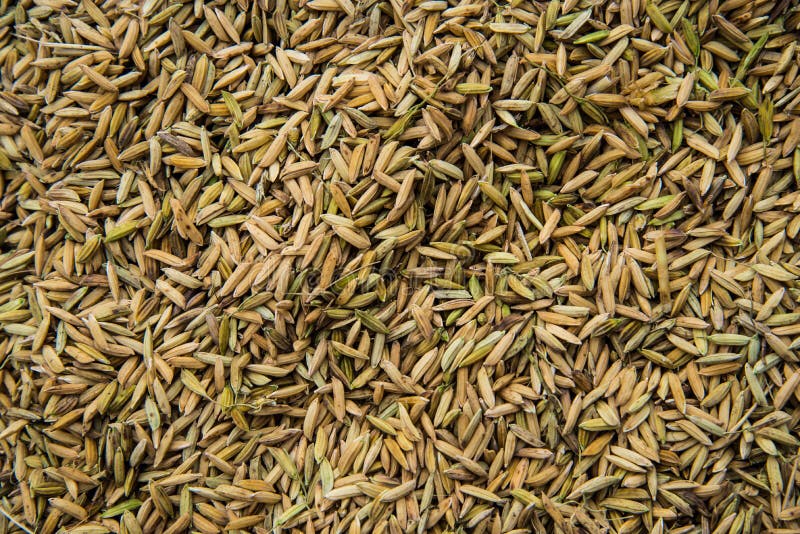 Paddy Husk stock image. Image of pattern, detail, texture - 19434713