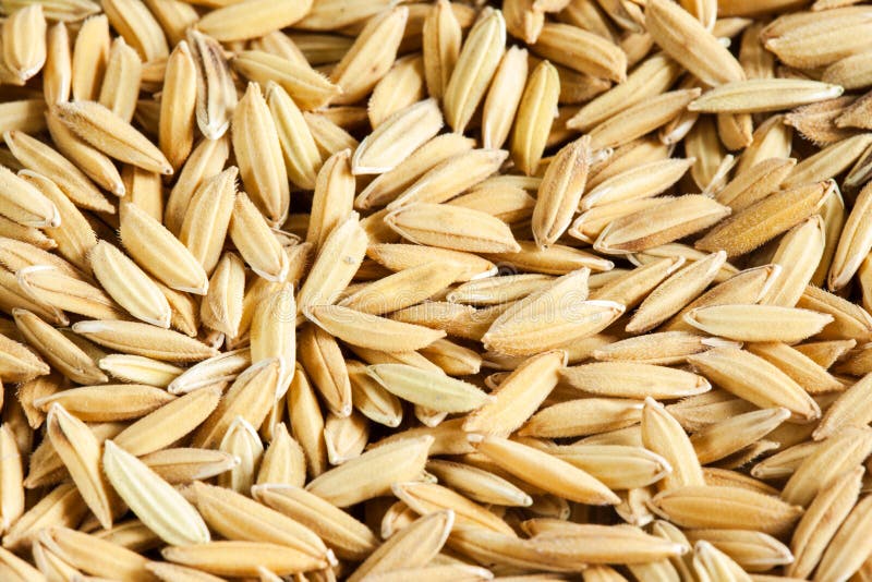 Paddy seed close up stock photo. Image of natural, agriculture - 28580742