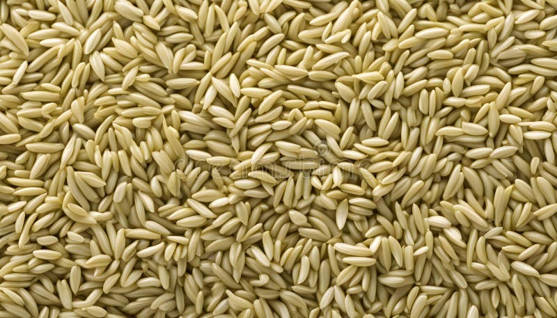 Paddy seed rice background stock illustration. Illustration of natural ...