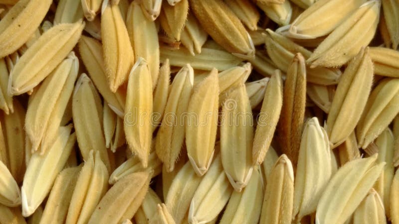 Paddy seed rice background stock image. Image of popular - 110814893