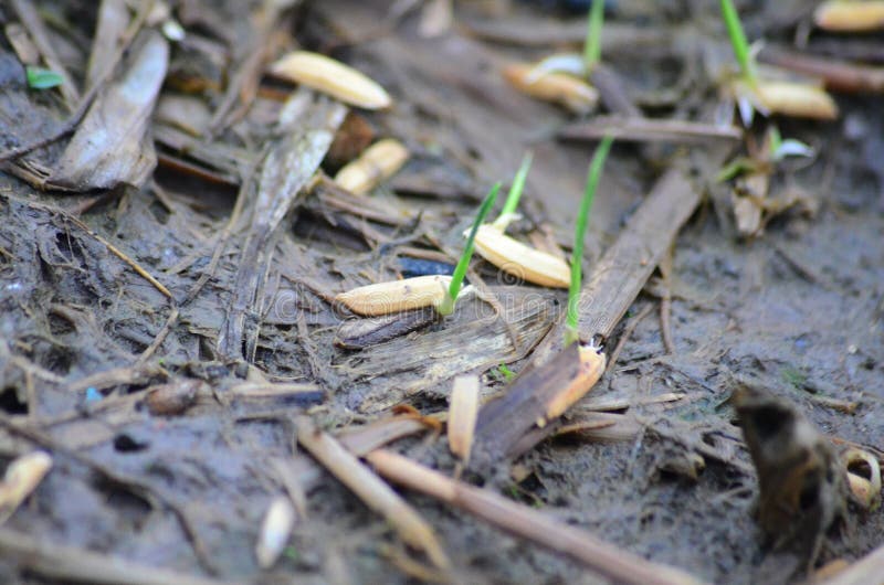 Paddy stock photo. Image of paddy, green, seed, seedling - 98448028