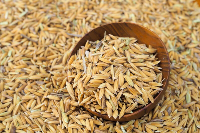 Paddy Seed in Wood Bowl on Paddy Seed Background Stock Image - Image of ...