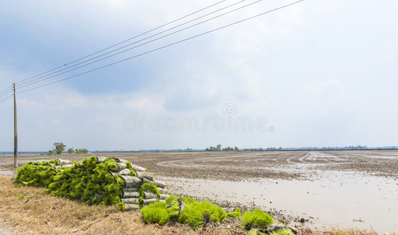 Rice seedbed stock photo. Image of life, concept, field - 9699346