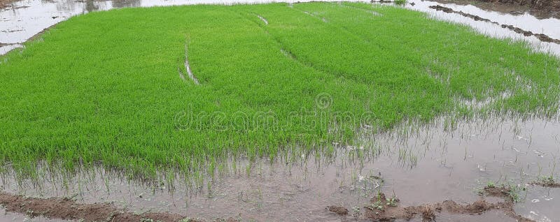 Paddy Seedling Bed Ready To Be Planted in a Village Stock Photo - Image ...