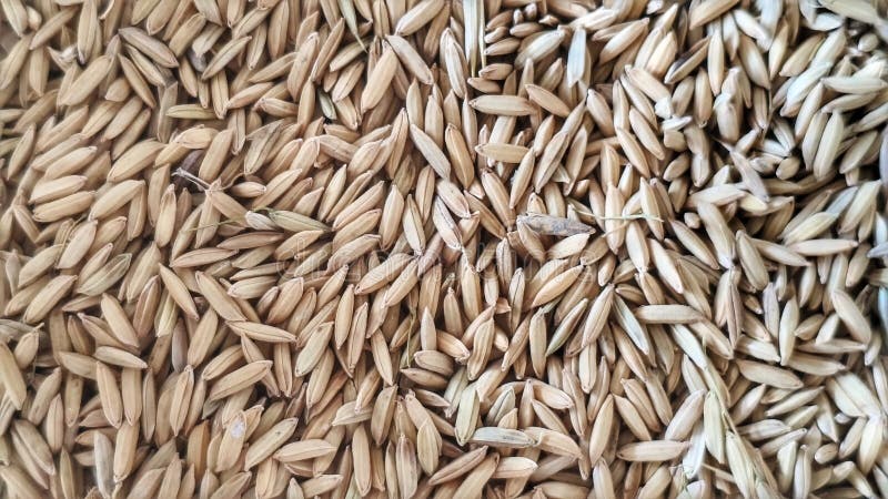 Paddy Seeds Background stock image. Image of brown, natural - 377339599