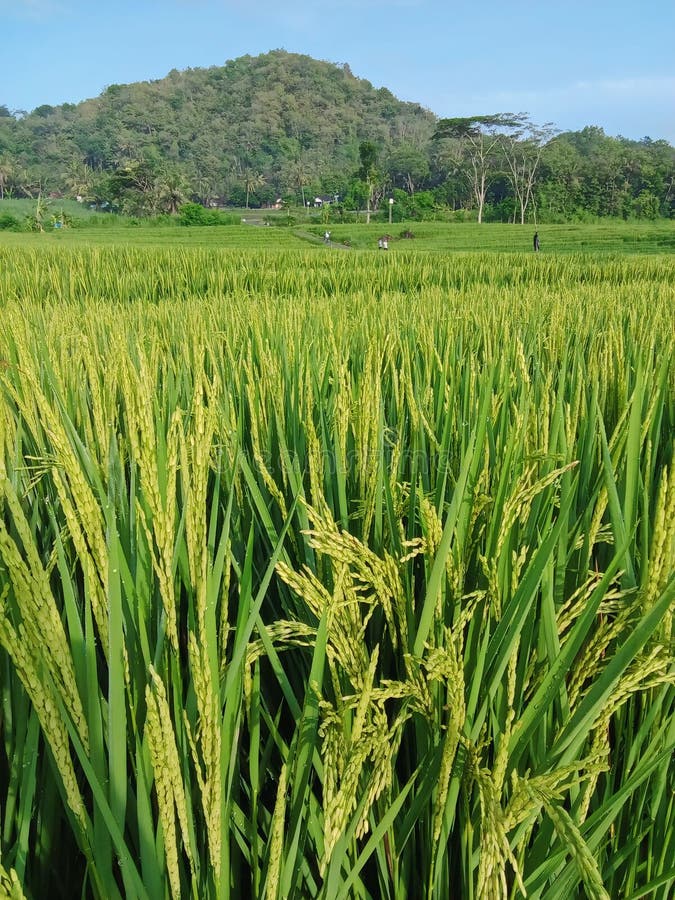Paddy Seeds that are Not yet Ready To Harvest Stock Photo - Image of ...