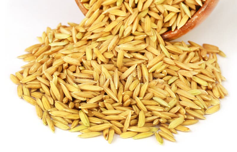 Paddy seeds stock image. Image of seed, agriculture, natural - 40916569