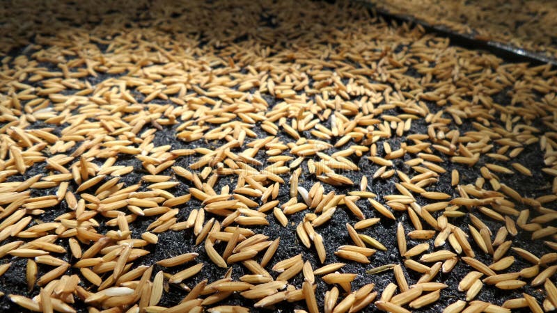 Paddy on soil stock photo. Image of seedlings, rice, step - 55767118