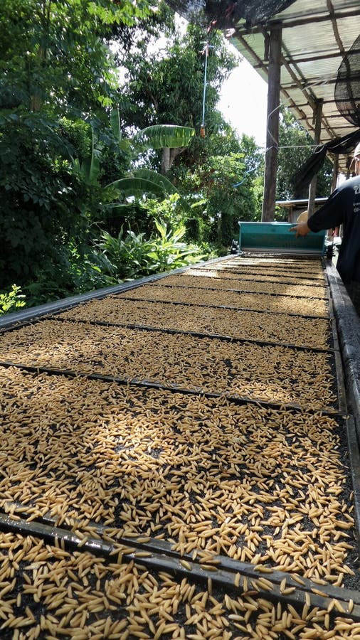 Paddy on soil stock image. Image of tree, paddy, step - 55767635