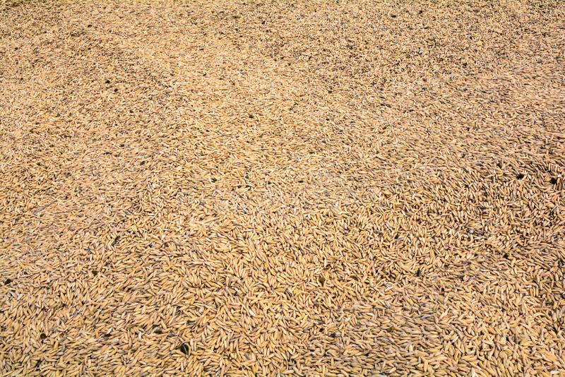 Paddy stock photo. Image of crop, fiber, plant, golden - 36574122