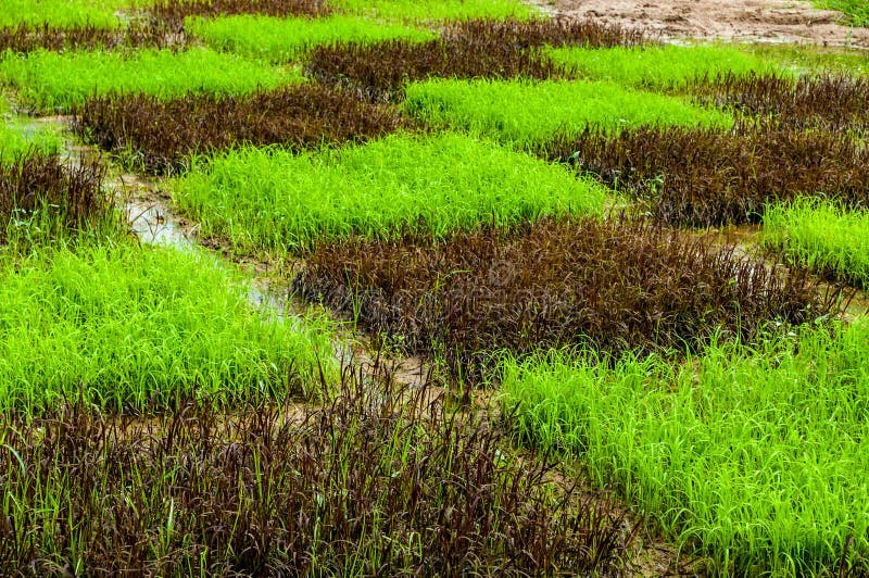 Square Paddy Sprout Stock Photos - Free & Royalty-Free Stock Photos ...