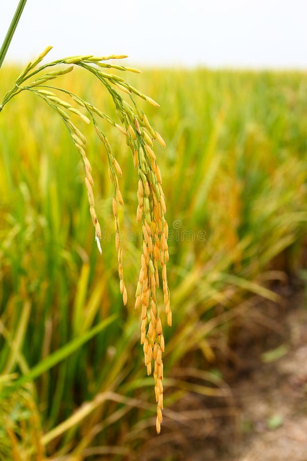 Paddy stalk stock photo. Image of agriculture, agricultural - 25228070