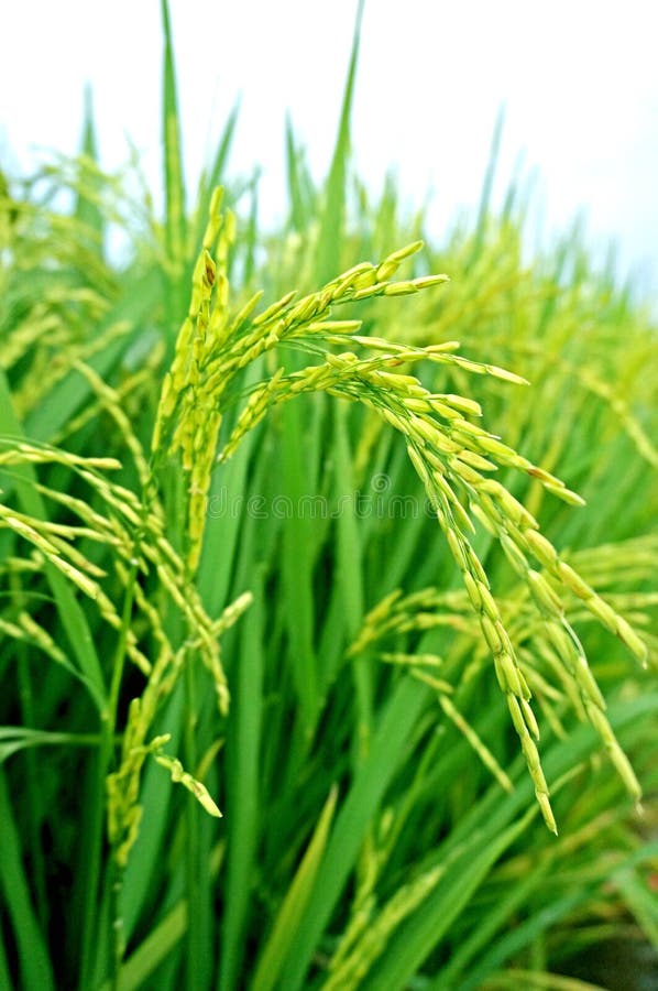Paddy stock photo. Image of scenary, oats, greenary, grain - 41443160