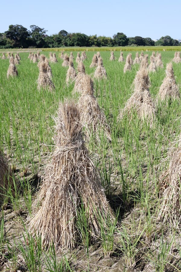 Paddy straw on farmland stock image. Image of fresh, field - 33736183