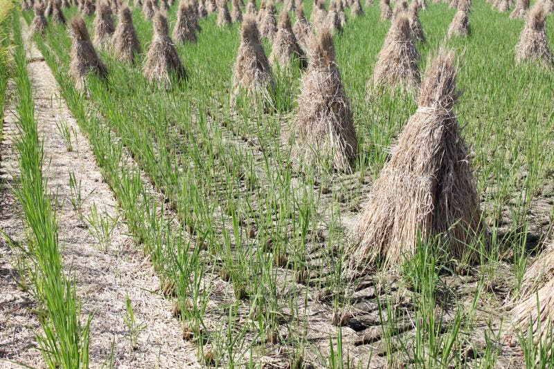 Paddy straw on farmland stock photo. Image of japanese - 33736186
