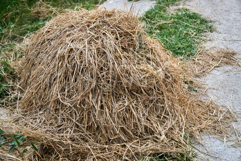 Paddy Straw on the Ground at the Farm Stock Photo - Image of person ...