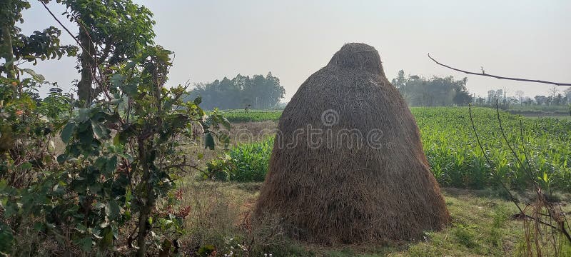 Paddy Straw heap stock image. Image of home, heap, heaphome - 242266587