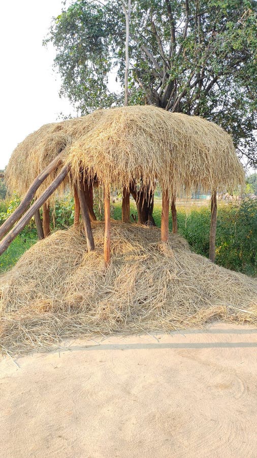 Paddy Straw Kept after Removing Paddy for Cattle Stock Image - Image of ...