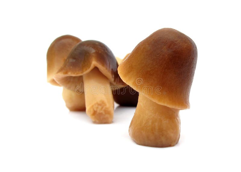 Paddy straw mushroom stock image. Image of white, edible - 10404133