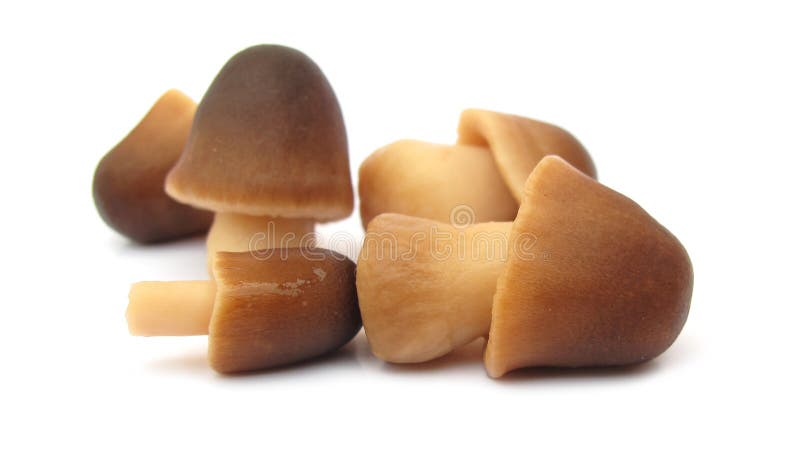 Paddy straw mushrooms stock photo. Image of volvacea - 10404212