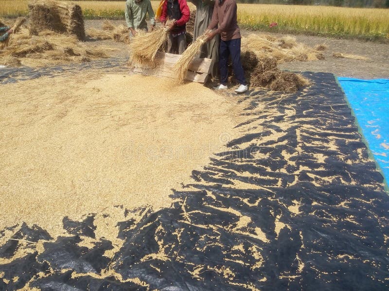 Paddy threshing stock image. Image of fields, place, farmers - 82544687