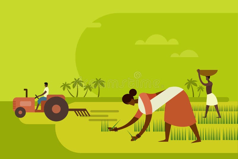 Workers Planting Paddy Seedlings And Plowing The Field With Bullocks ...