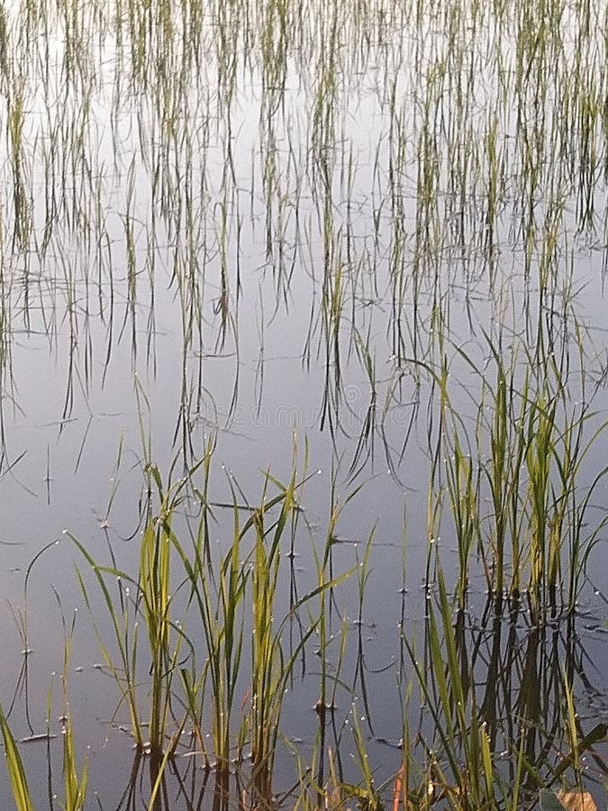 Paddy Tree with Sky Wallpaper in Indian Village Stock Photo - Image of ...