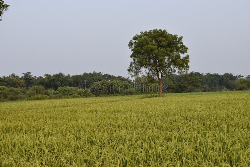 Natural Paddy Farming Outdoor On Autumn Time Stock Photo - Image of ...