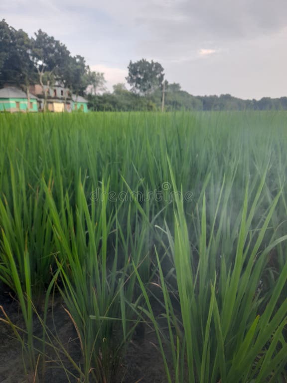 Paddy Tree is Good .it is Green and Awesome Moment Stock Photo - Image ...