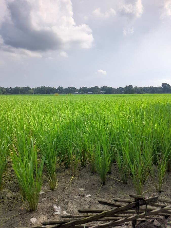 Paddy Tree at the Early Stage Stock Image - Image of marsh, stage ...