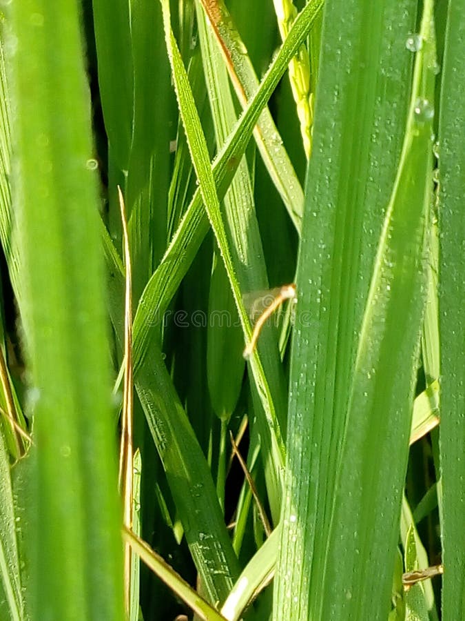 Paddy Tree Leaf with Small Butterfly Stock Photo - Image of paddy ...