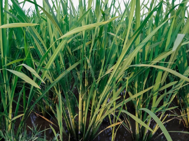 The Paddy Tree is Now Green, with Large Rice Fields. Stock Photo ...