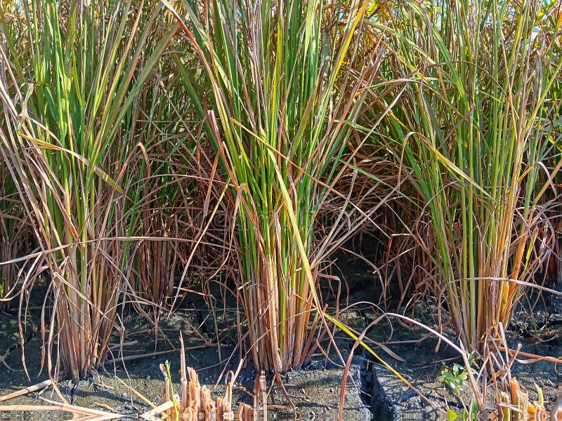 Paddy Tree Ready To Harvest Stock Photo - Image of green, brown: 296779010